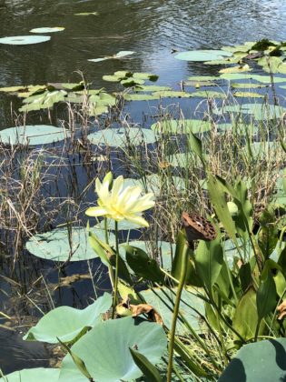Lily Pads At Venetian Gardens - Leesburg-News.com