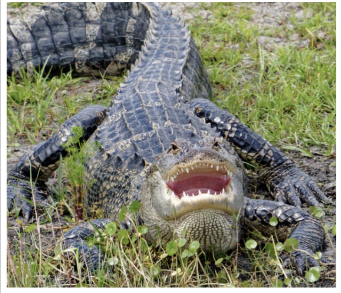 Alligator with a big smile in Lake County - Leesburg-News.com